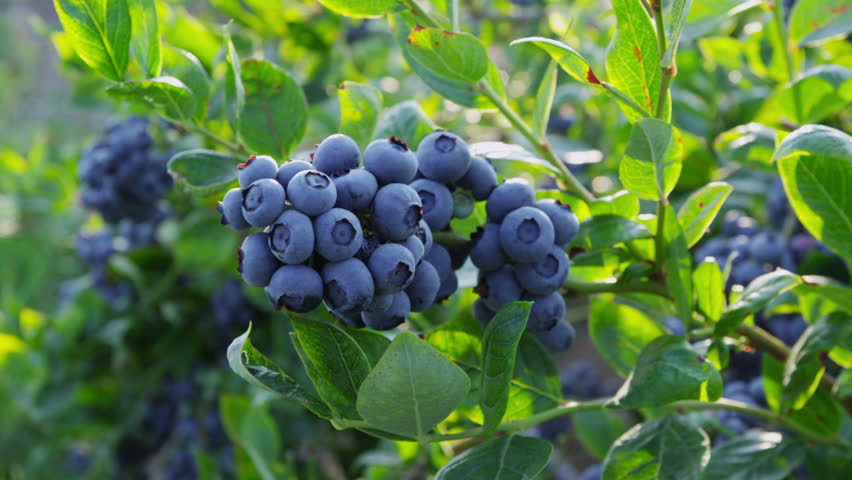 6 Brain Foods To Eat More Of | Di Nutrition